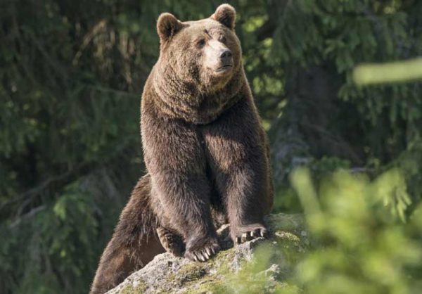 Descubren propiedades antibióticas en saliva de osos siberianos ...