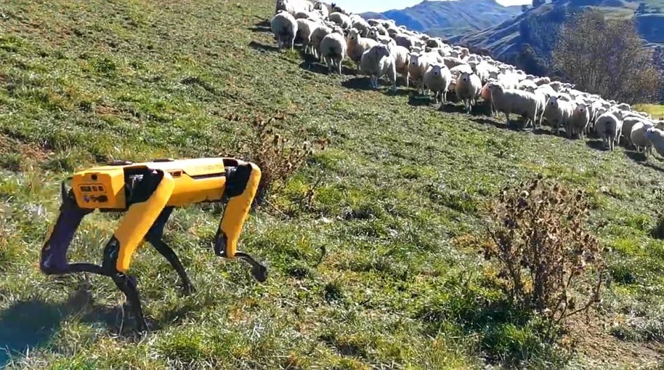 Perro robot que pastorea el ganado es la solución para el trabajo ...